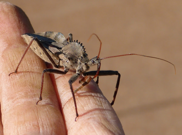 Wheel bug | Project Noah