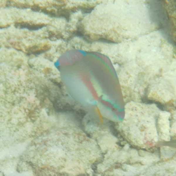 Princess Parrotfish | Project Noah