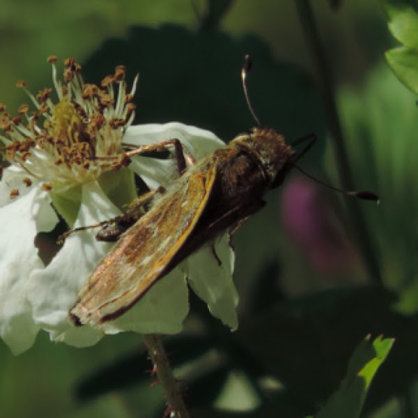 Sachem | Project Noah