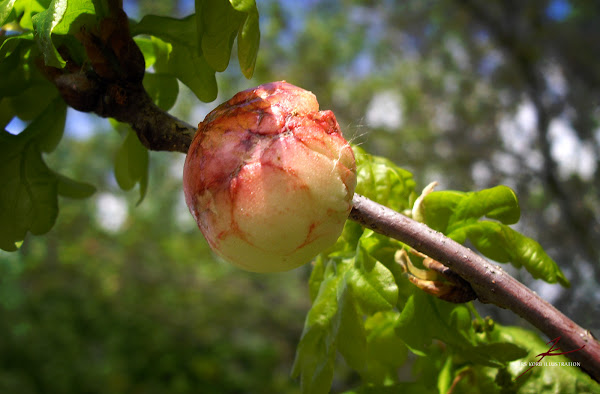 Oak Apple | Project Noah