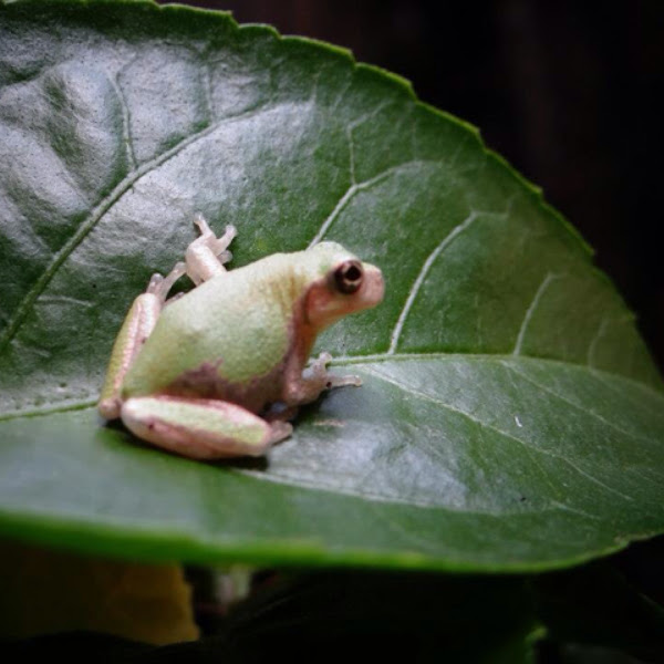Bird-voiced tree frog | Project Noah