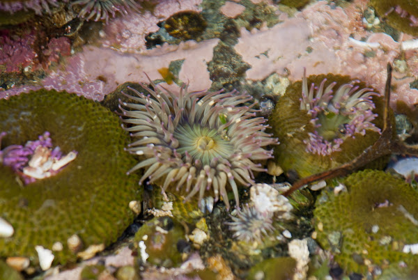 Aggregating Anemone | Project Noah