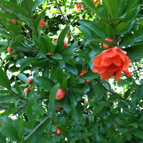 Granado en flor | Project Noah