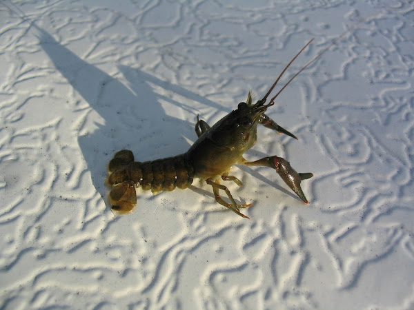 Devil Crayfish | Project Noah