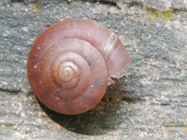 Luminescent Land Snail | Project Noah