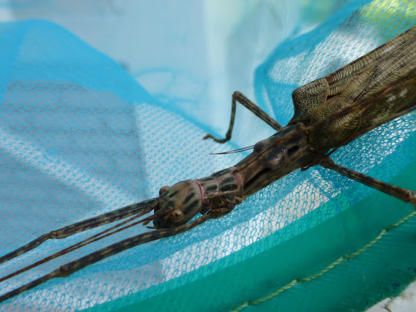 Stick Insect | Project Noah