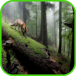 Fox Wallpaper by picture polly - Latest version 1.0 for Android App ...
