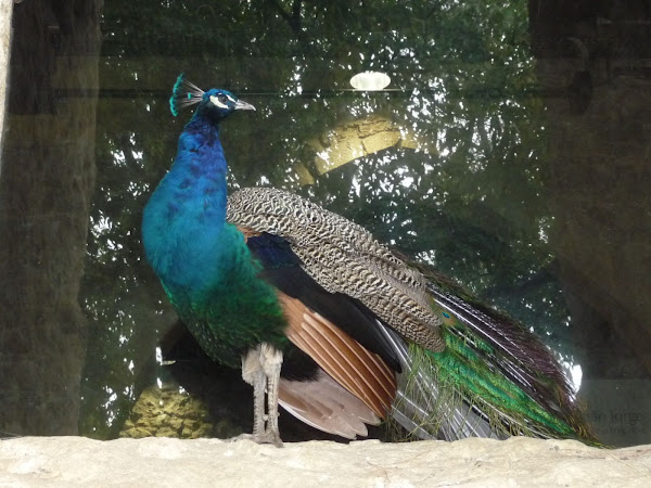 Blue Peafowl | Project Noah
