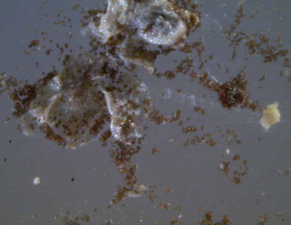 Slime mold magnified | Project Noah