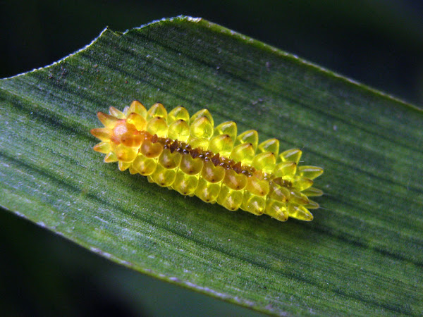 unknown spotting | Project Noah