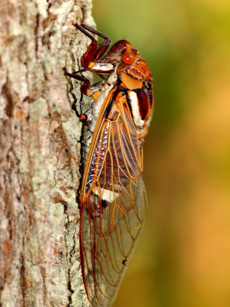 Double Drummer Cicada | Project Noah