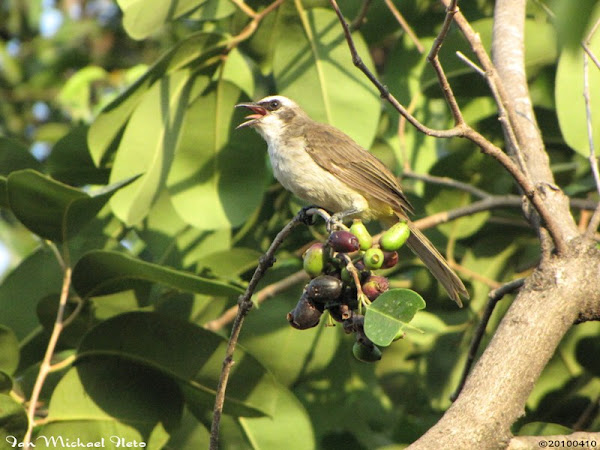 Yellow-vented Bulbul | Project Noah