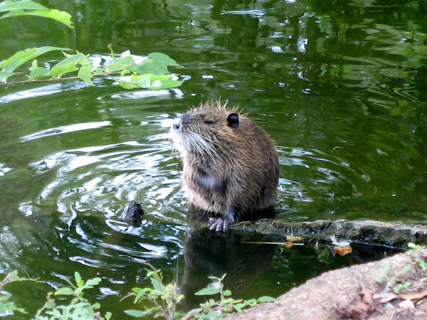 Muskrat | Project Noah