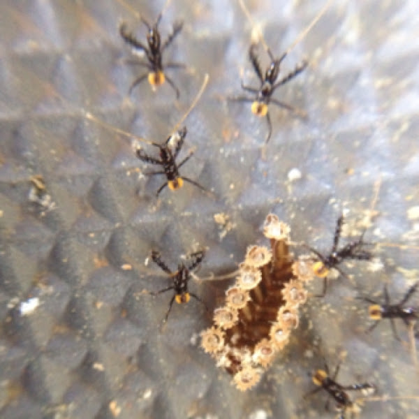 Spined Assassin Bug nymphs | Project Noah