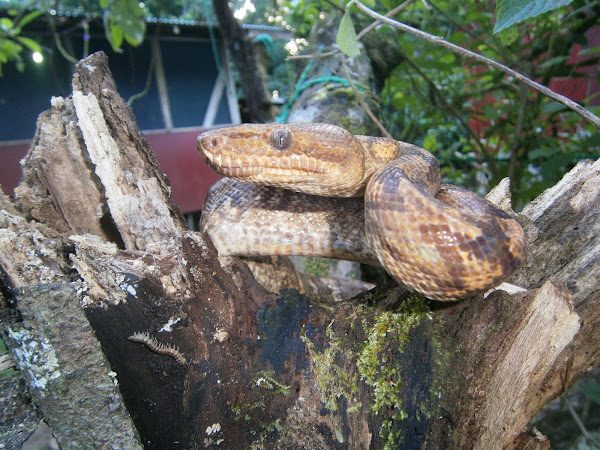 Annulated Tree Boa | Project Noah