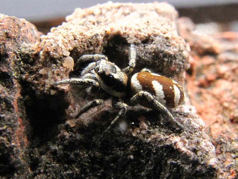 Jumping Spider | Project Noah