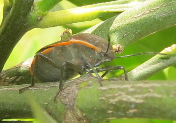 Conchuela Stink Bug | Project Noah