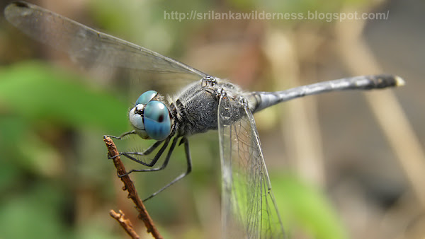 Chalky Percher | Project Noah