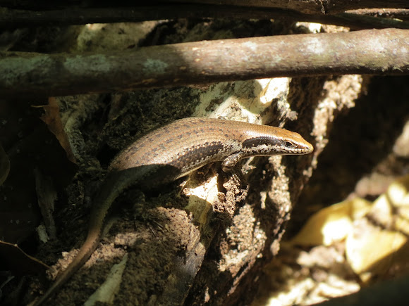 Mabuya lizard | Project Noah