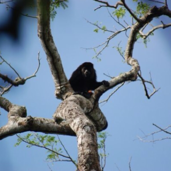 Howler monkey | Project Noah