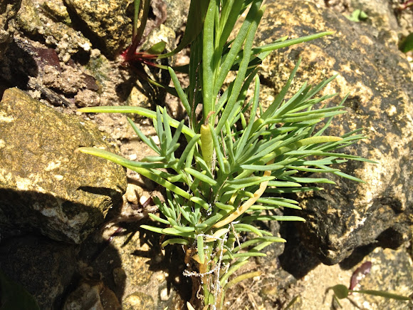 Sea Blite | Project Noah