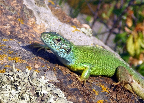 European green lizard | Project Noah
