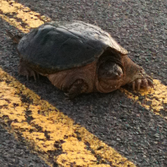 Eastern Snapping Turtle | Project Noah