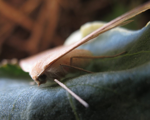 Omnivorous Looper | Project Noah