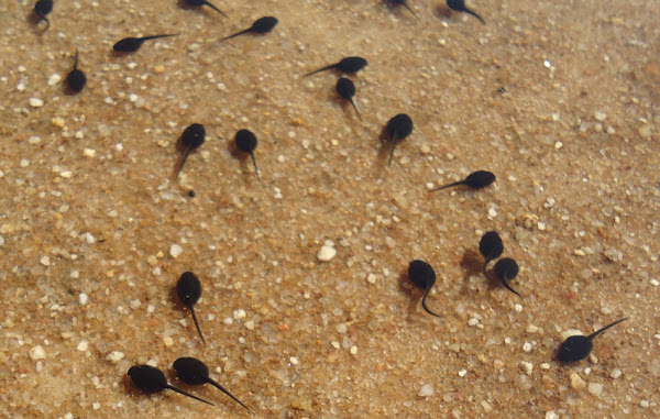 tadpole | Project Noah