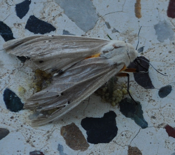 Arctiid Moth | Project Noah