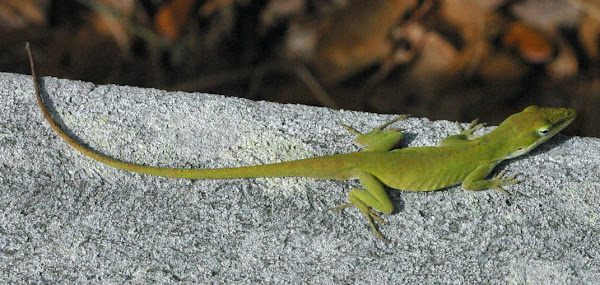 Green Anole | Project Noah