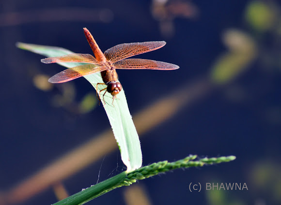 Flame Skimmer Dragonfly | Project Noah