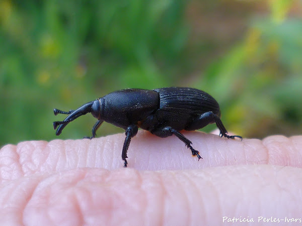 Agave weevil | Project Noah