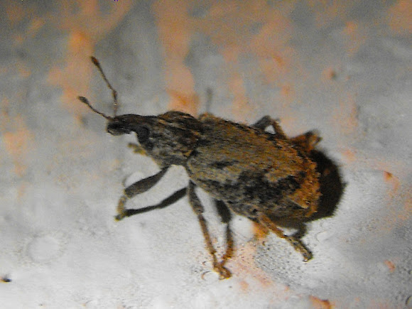 Vegetable Weevil | Project Noah