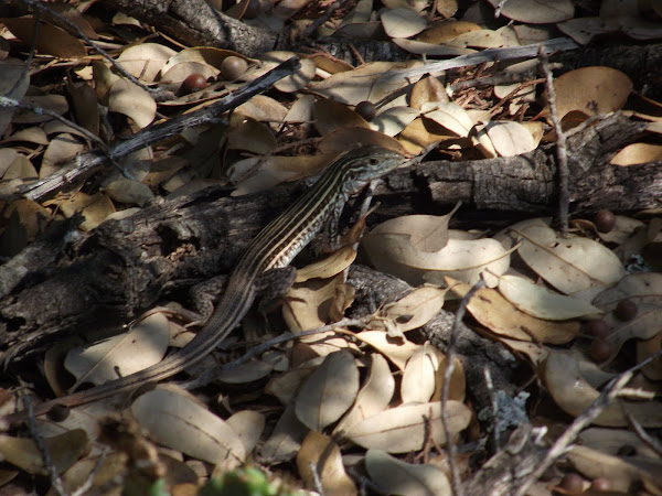 Texas Spotted Whiptail | Project Noah