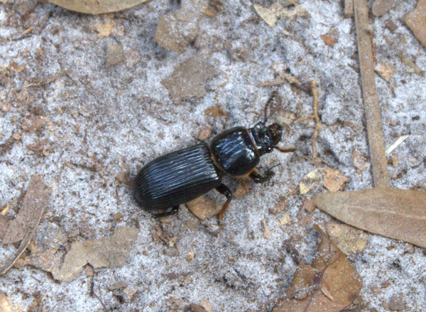 Horned Passalus Beetle | Project Noah