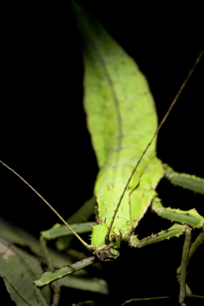 Green Nymph | Project Noah