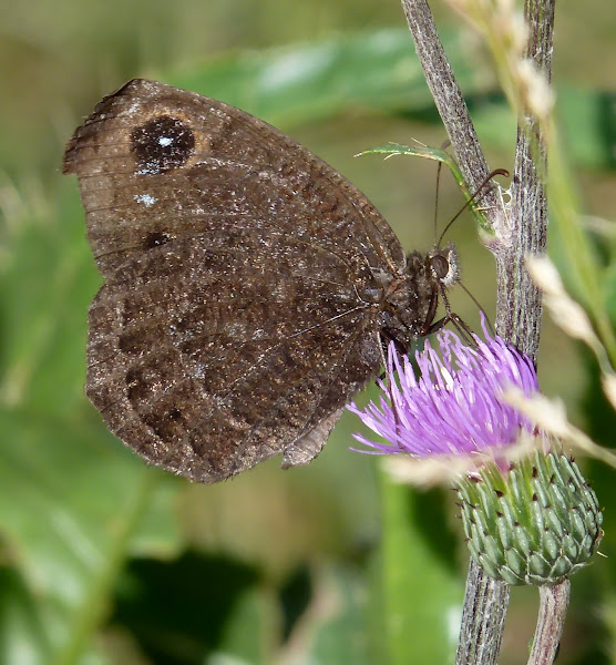 Spotting | Project Noah