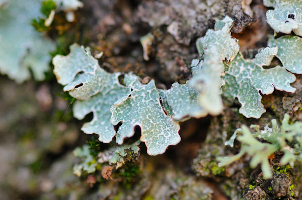 Net-marked parmelia, lichen | Project Noah