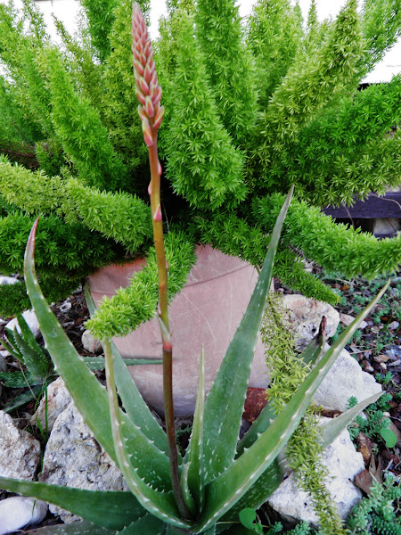 Aloe vera | Project Noah