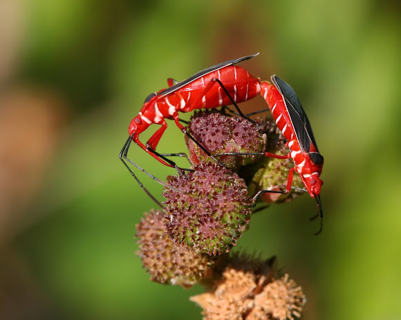 Cotton Stainer | Project Noah