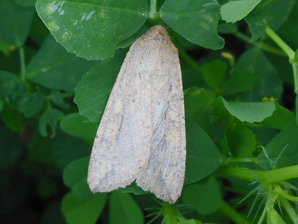 Army worm Moth | Project Noah