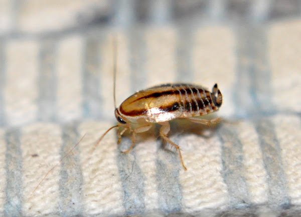 Cockroach (baby) | Project Noah