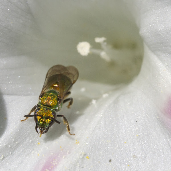 Bees of Ohio | Project Noah