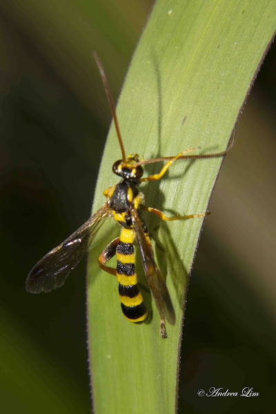 Tiger Ichneumon Wasp | Project Noah
