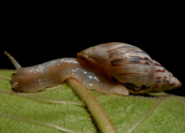 Snail/ Caracol | Project Noah