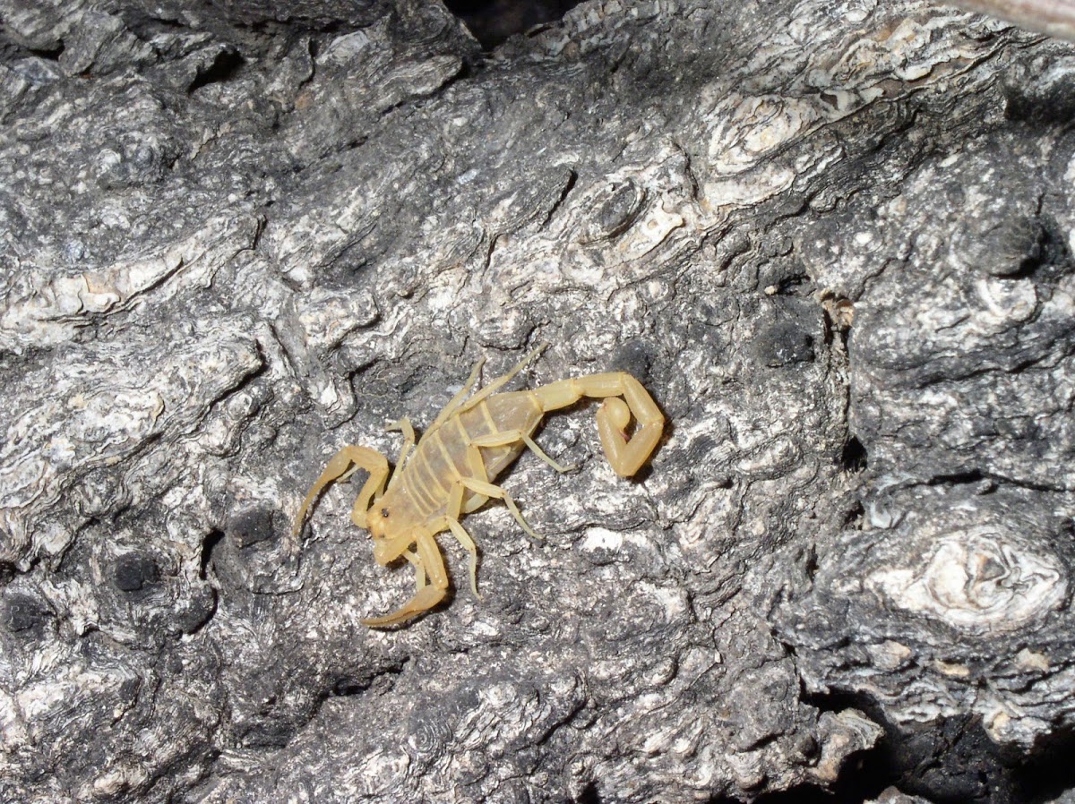 Bark scorpion | Project Noah
