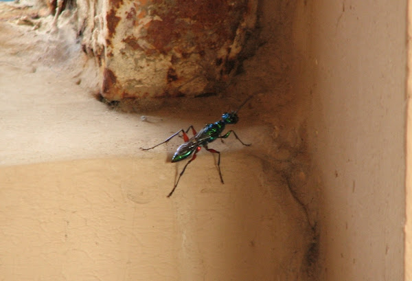 Emerald Cockroach Wasp or Jewel Wasp | Project Noah