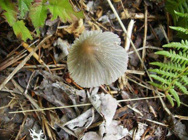 Inky Cap | Project Noah