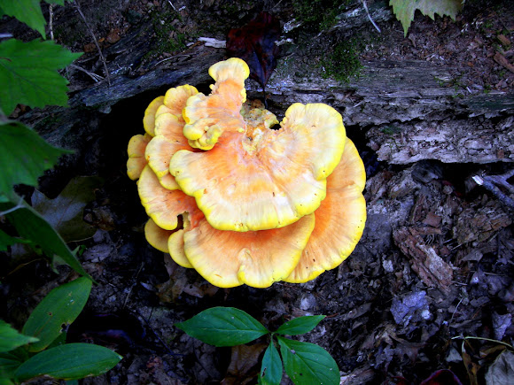 Sulfur Shelf | Project Noah